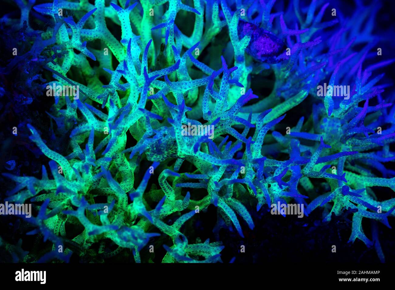 Coral reef vibrant biodiversity night hi-res stock photography and ...