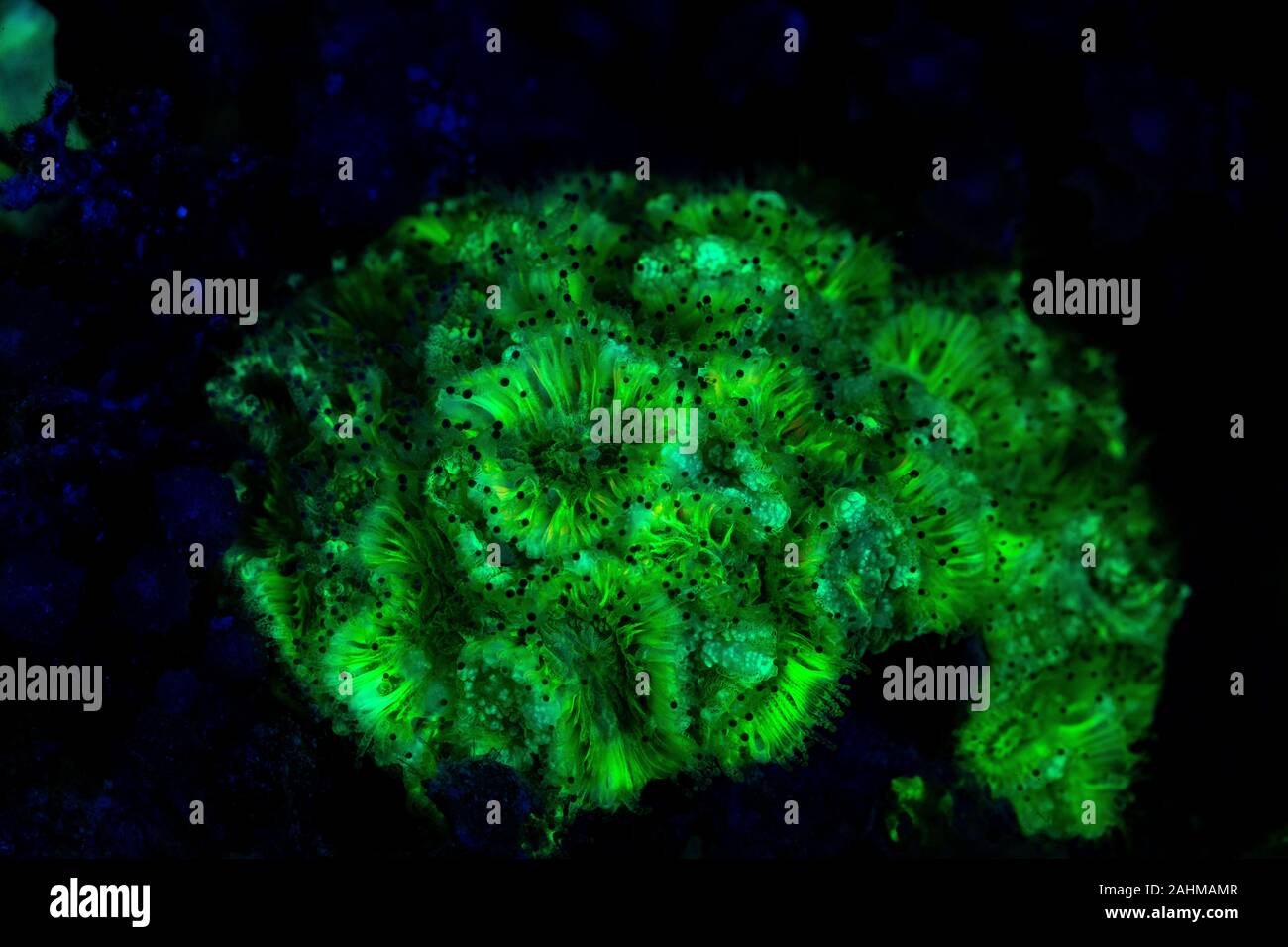 Coral reef vibrant biodiversity night hi-res stock photography and ...