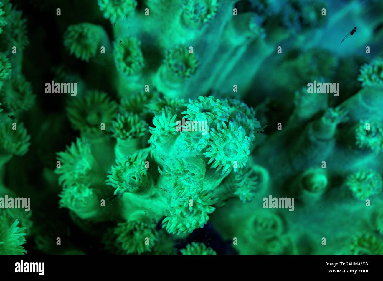 Coral reef vibrant biodiversity night hi-res stock photography and ...