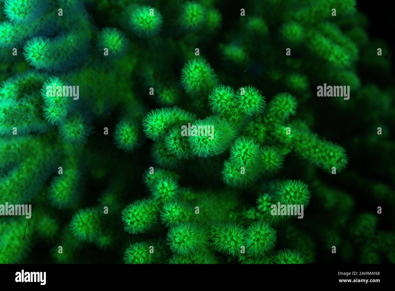 Glowing fluorescent blue coral reef anemone hi-res stock photography ...