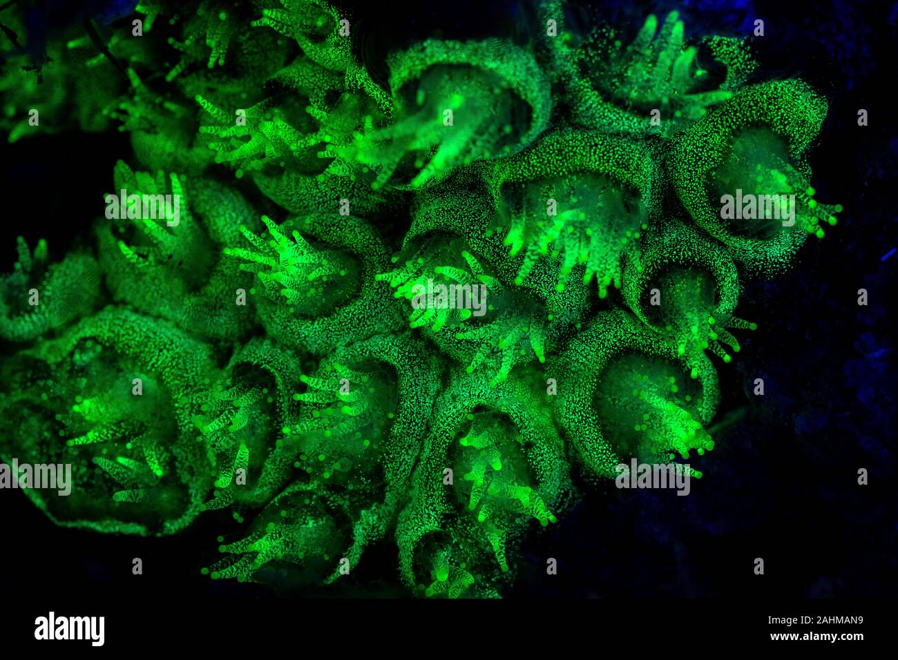 Coral reef vibrant biodiversity night hi-res stock photography and ...