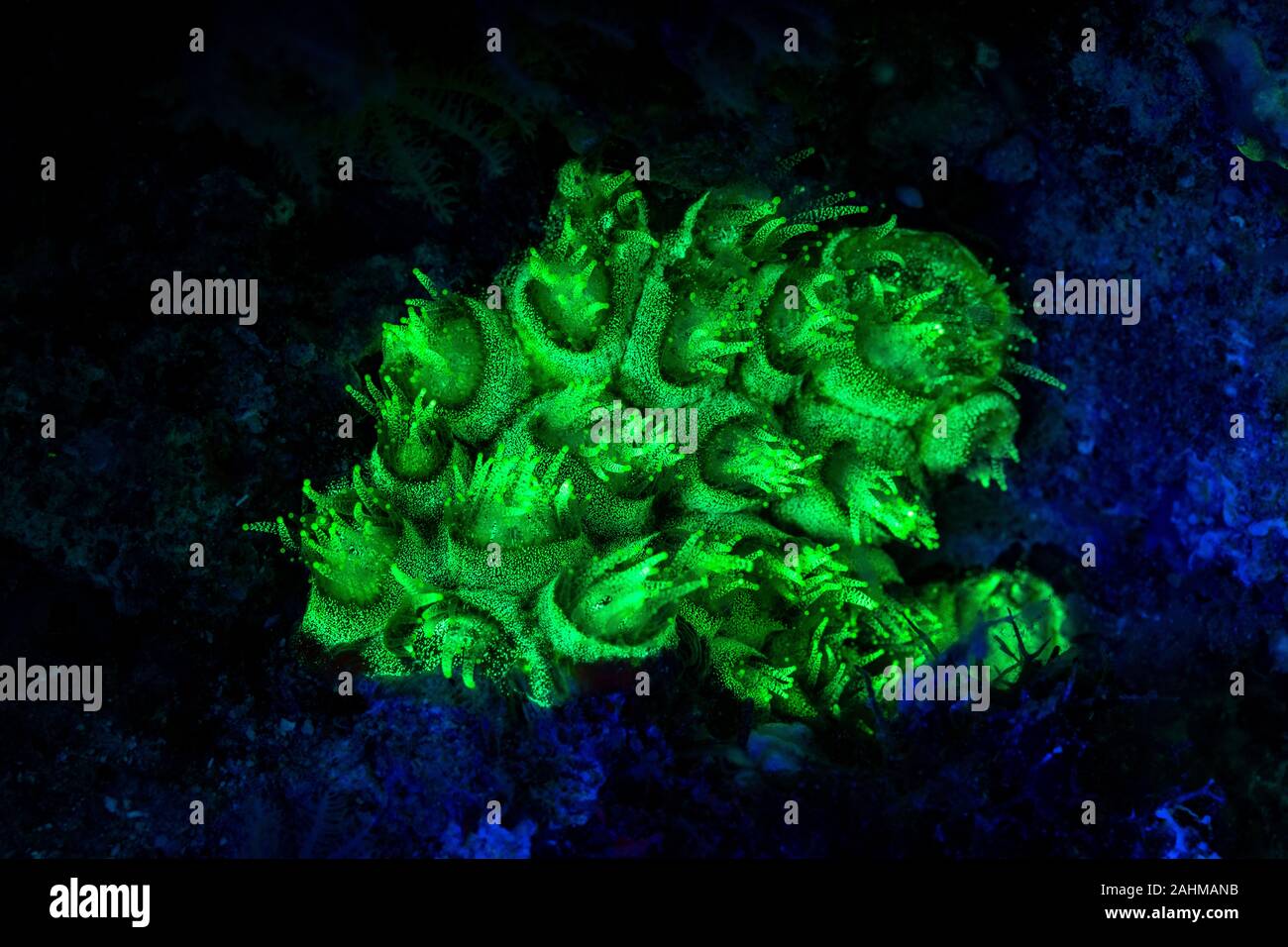 coral or anemone glowing under blacklight, glow fluorescent at night ...