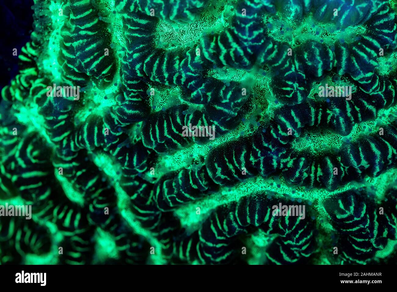 Coral reef vibrant biodiversity night hi-res stock photography and ...