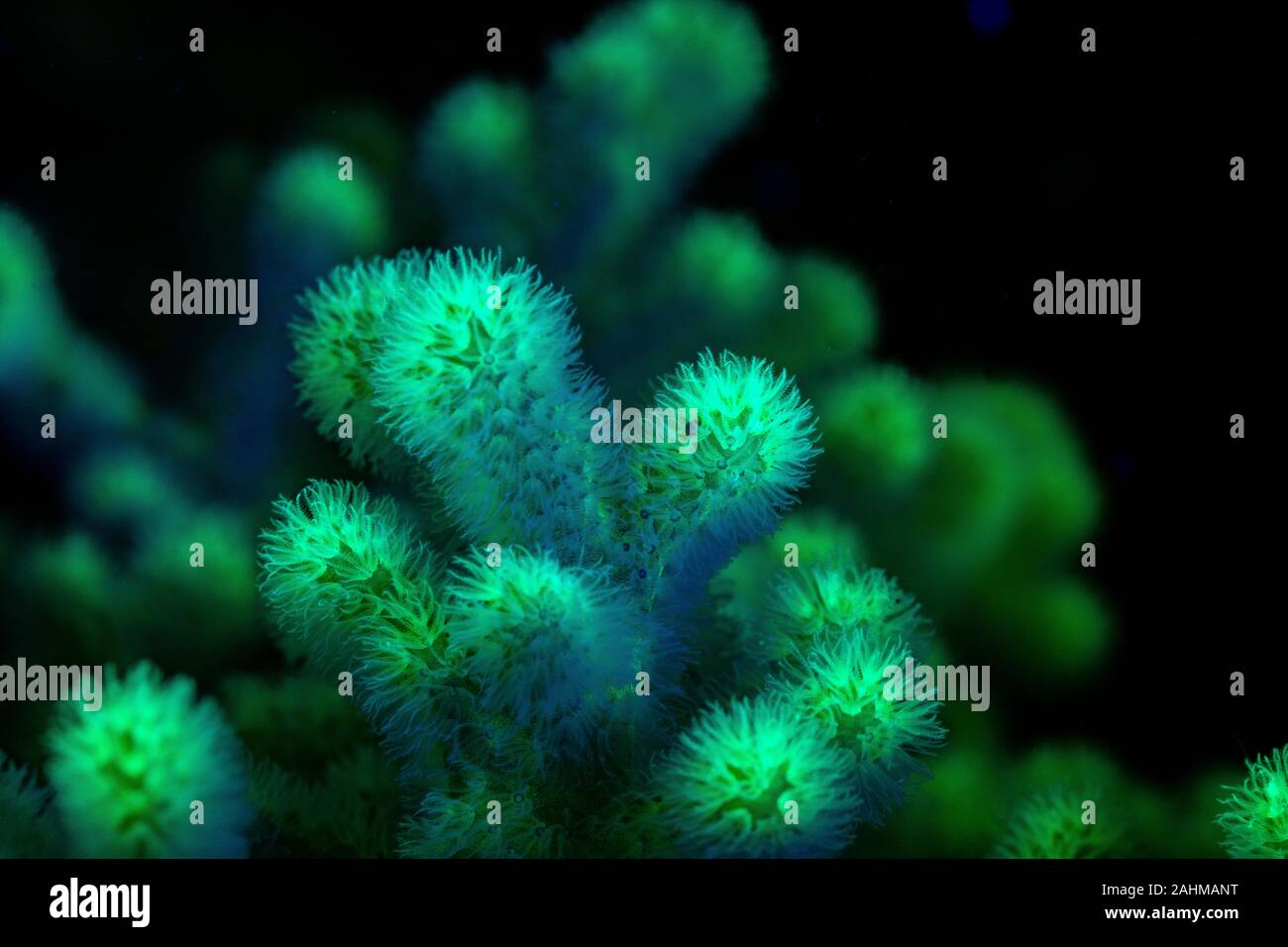 Fluorescent animal under uv light hi-res stock photography and images ...