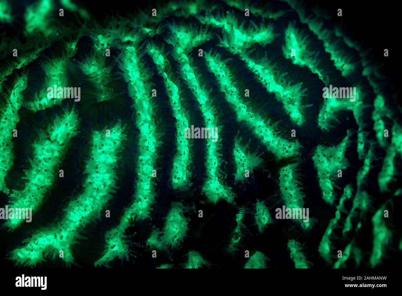 Glowing fluorescent blue coral reef anemone hi-res stock photography ...