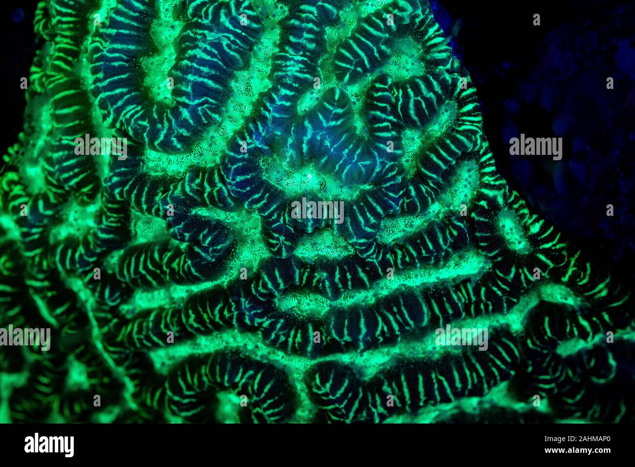 Coral reef vibrant biodiversity night hi-res stock photography and ...