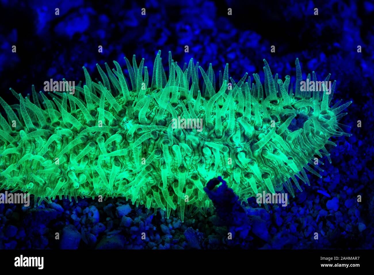 Fluorescent Animal Under Uv Light High Resolution Stock Photography and ...