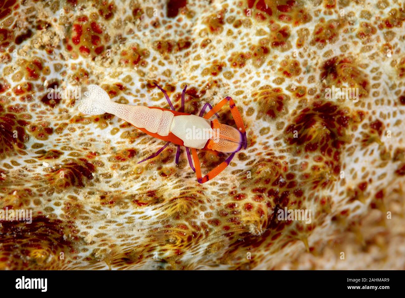 Emperor shrimp, Periclimenes imperator, is a organism of shrimp with a ...