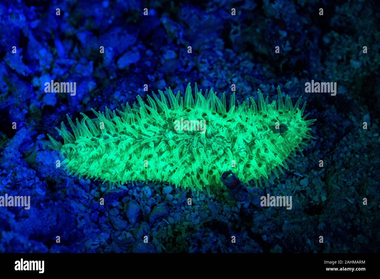 Coral reef vibrant biodiversity night hi-res stock photography and ...