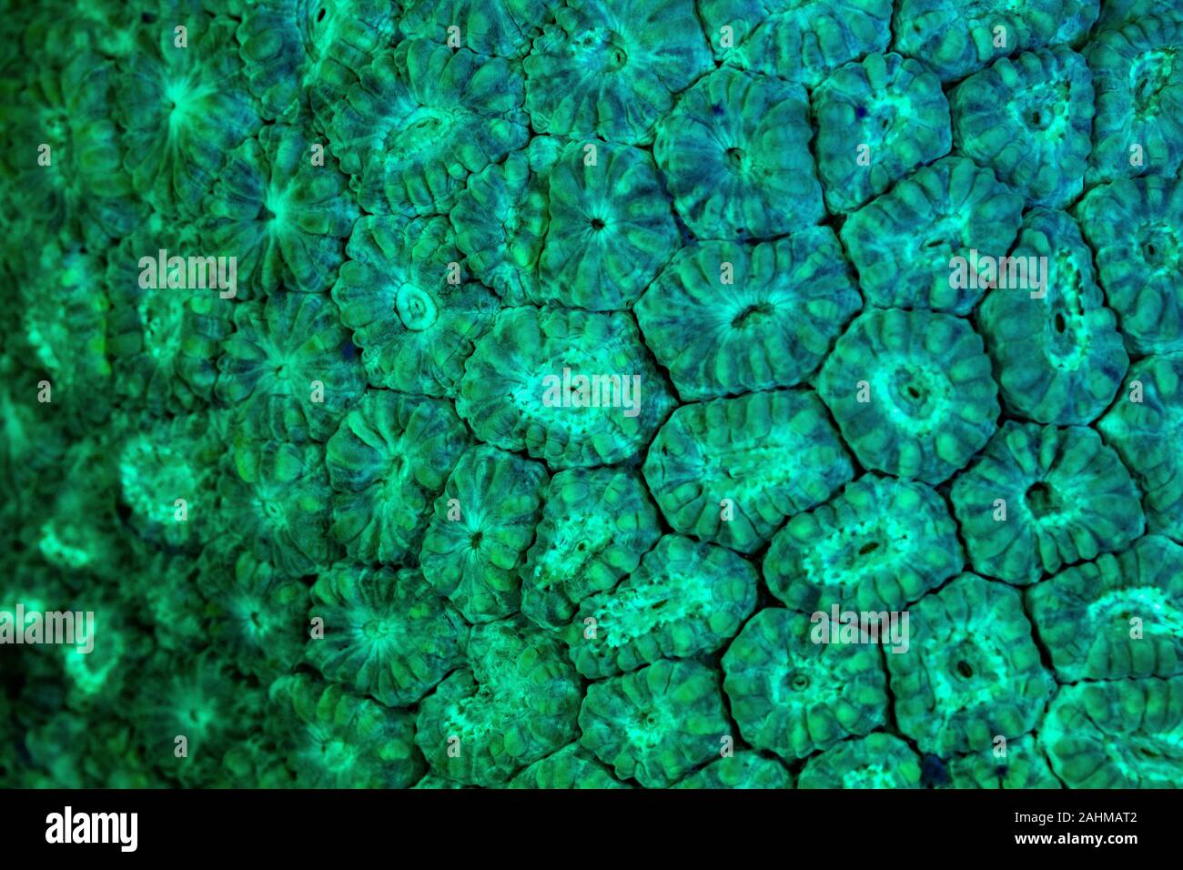 Glowing fluorescent blue coral reef anemone hi-res stock photography ...