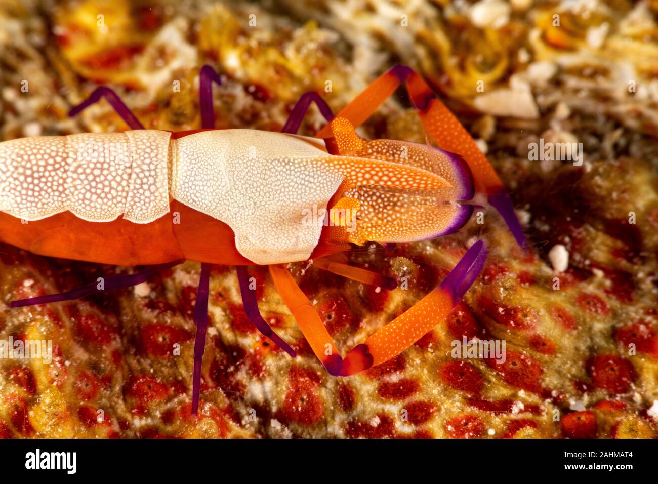 Emperor shrimp, Periclimenes imperator, is a organism of shrimp with a ...