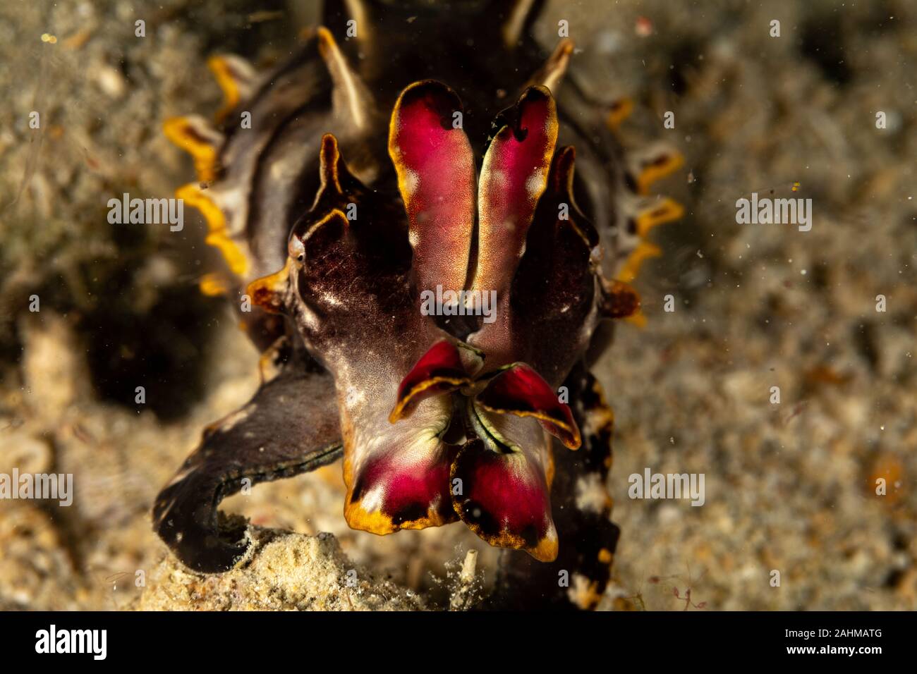 Yellow cuttlefish australia hi-res stock photography and images - Alamy