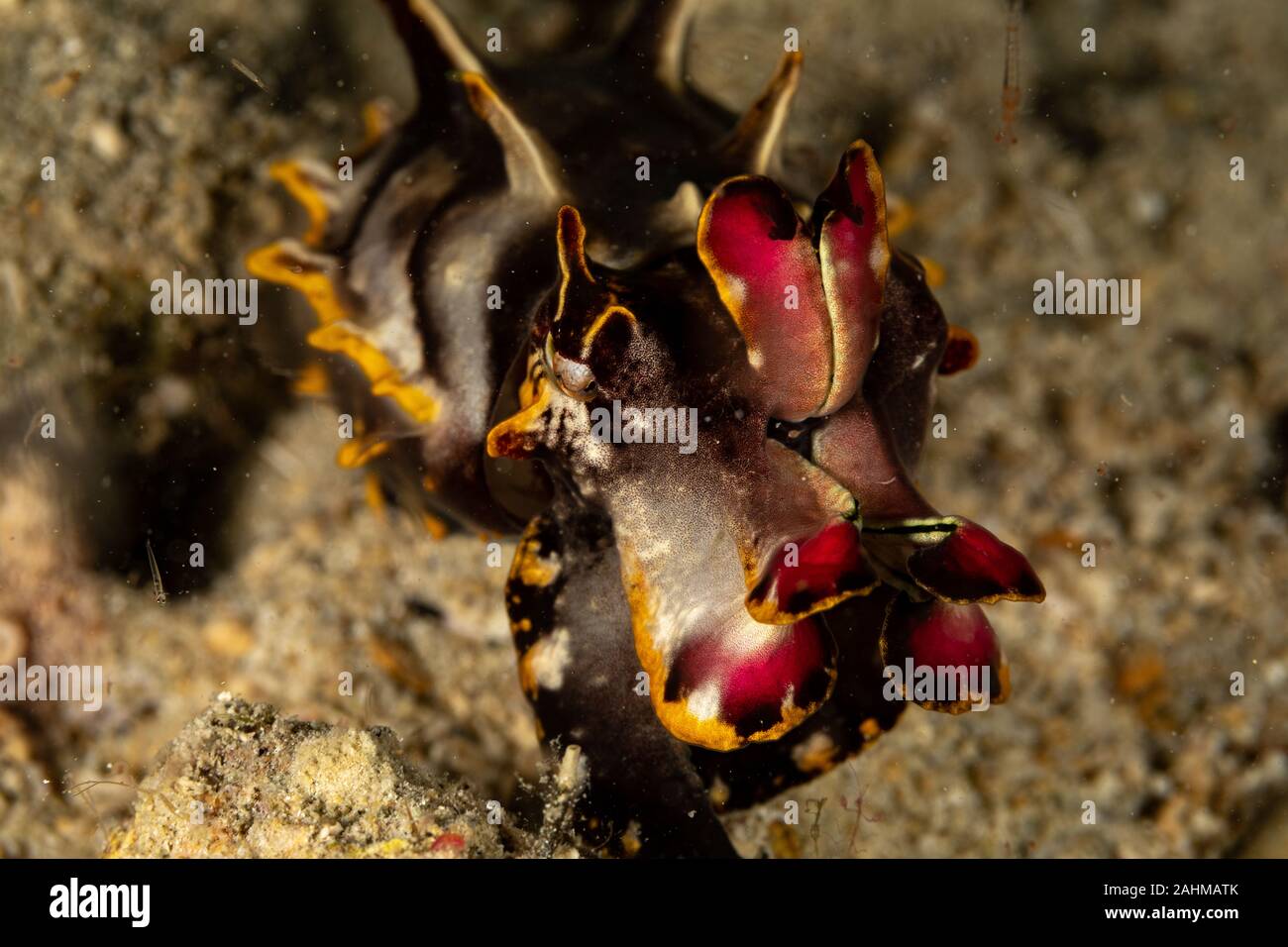 Yellow cuttlefish australia hi-res stock photography and images - Alamy