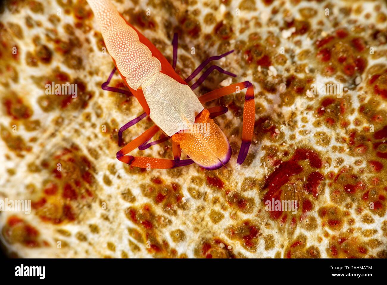 Emperor shrimp, Periclimenes imperator, is a organism of shrimp with a ...