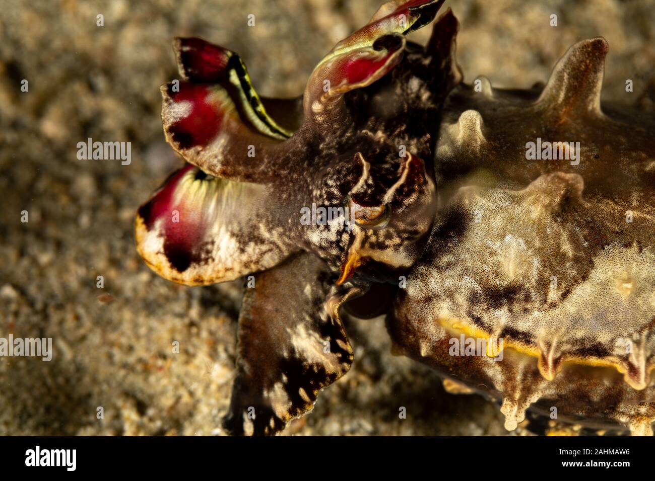 Yellow cuttlefish australia hi-res stock photography and images - Alamy