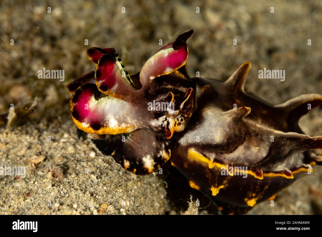 Yellow cuttlefish australia hi-res stock photography and images - Alamy