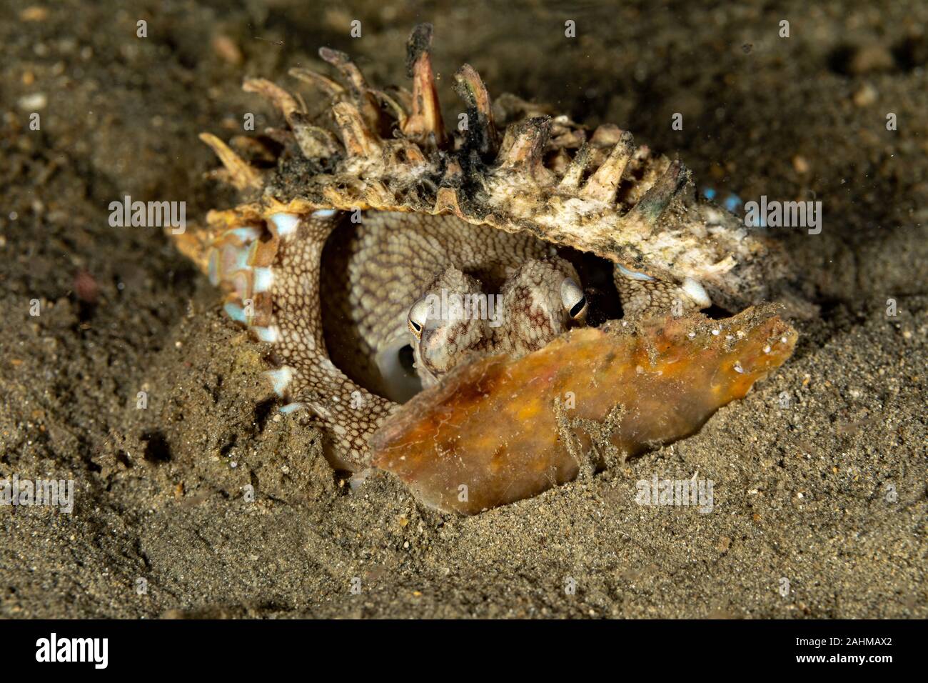 Coconut octopus and veined octopus, Amphioctopus marginatus is a medium ...