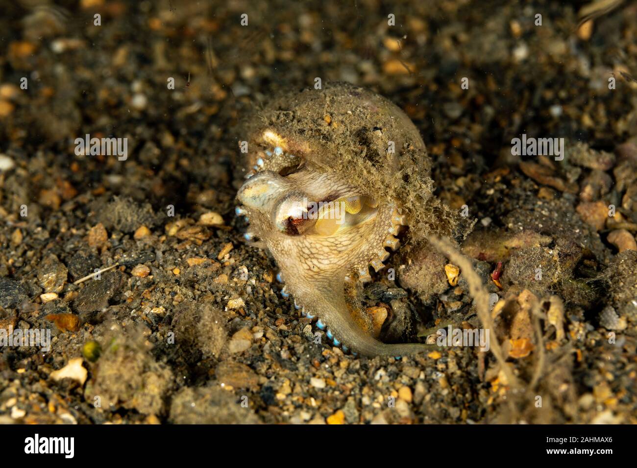 Coconut octopus and veined octopus, Amphioctopus marginatus is a medium ...