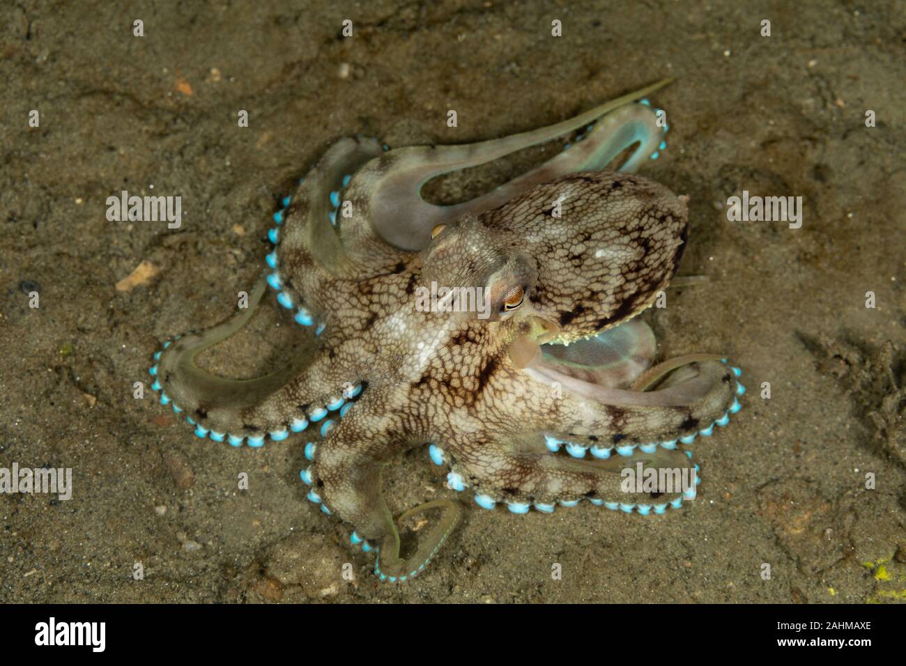 Coconut octopus and veined octopus, Amphioctopus marginatus is a medium ...