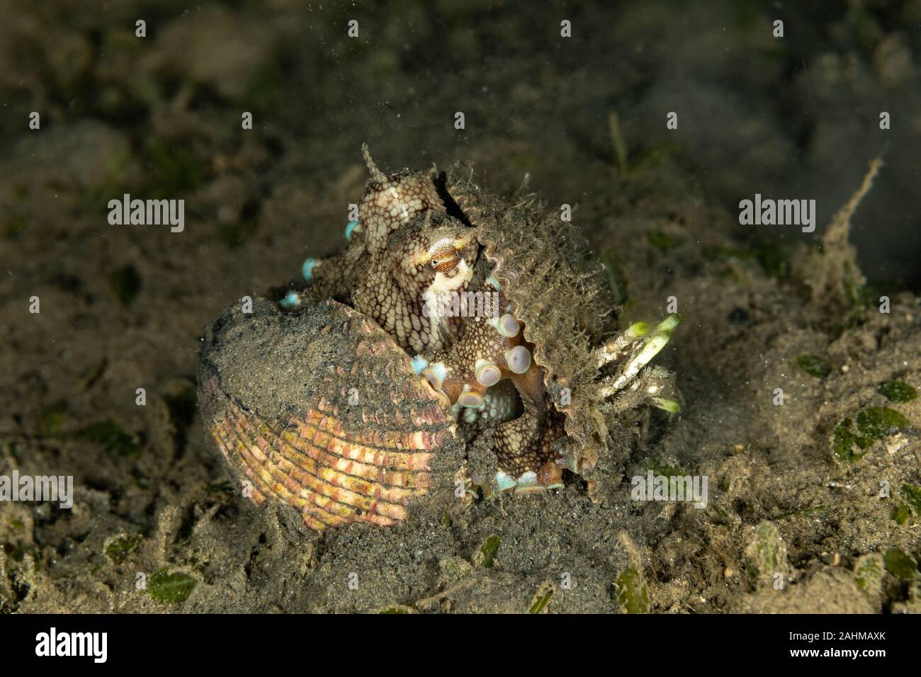 Coconut octopus and veined octopus, Amphioctopus marginatus is a medium ...