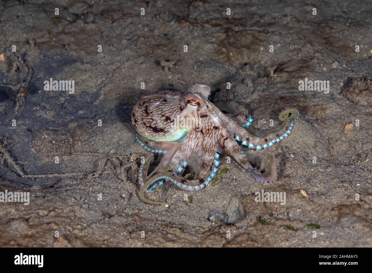 Coconut octopus and veined octopus, Amphioctopus marginatus is a medium ...