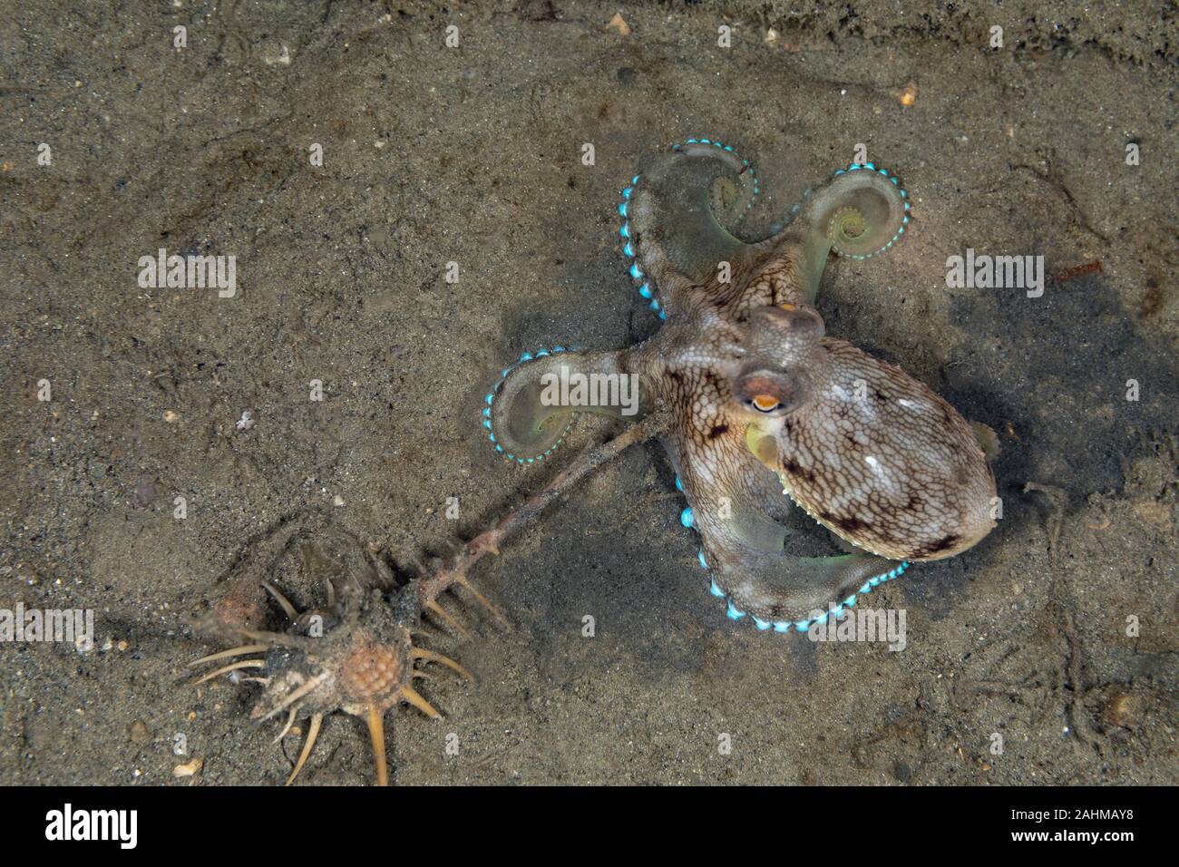Coconut octopus and veined octopus, Amphioctopus marginatus is a medium ...