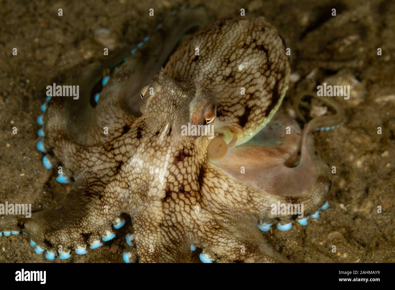 Coconut octopus and veined octopus, Amphioctopus marginatus is a medium ...