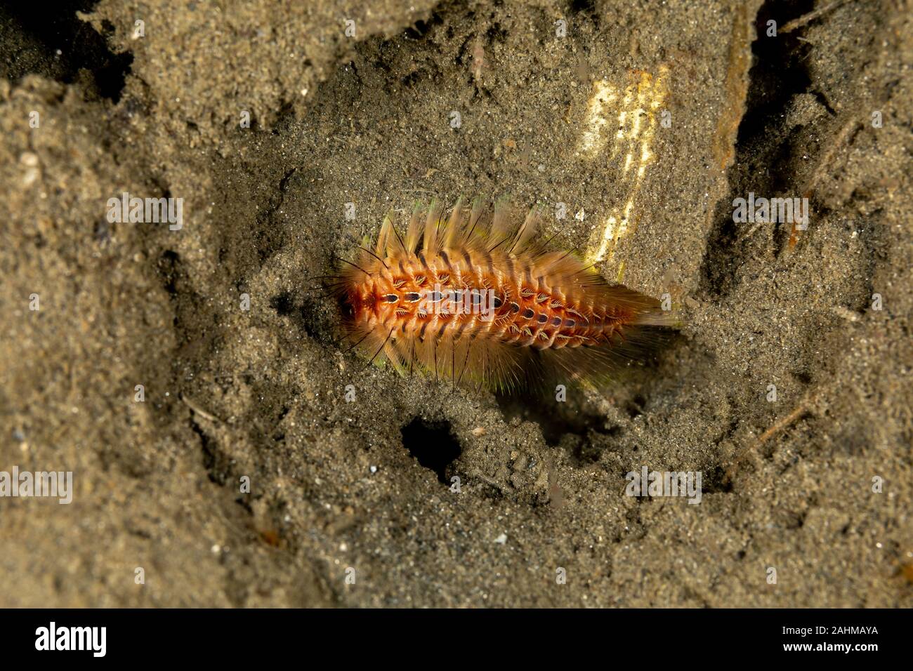 Fire Worm, Chloeia flava, Romblon, Philippines Stock Photo - Alamy