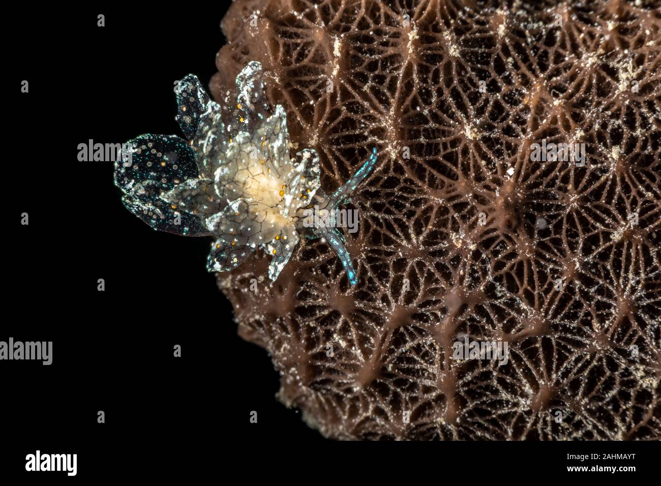 Sapsucking Slug, Cyerce is a genus of sacoglossan sea slugs, a shell ...