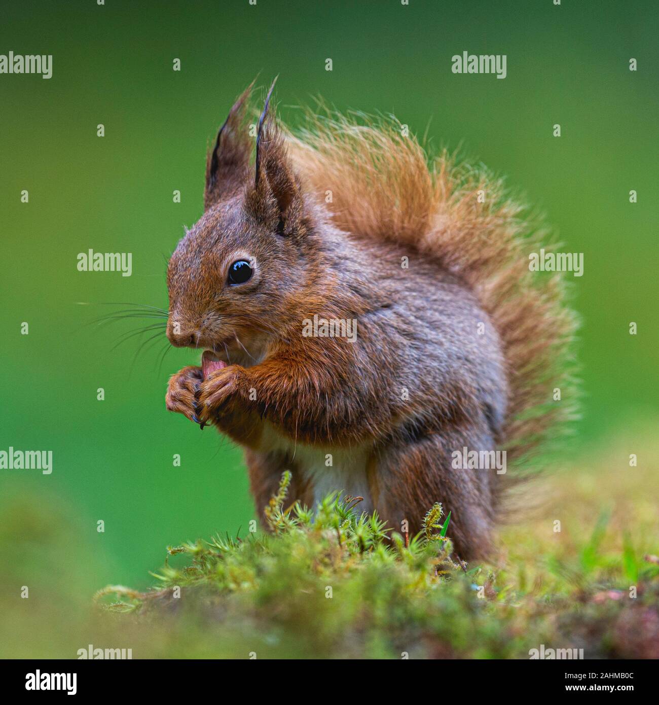 Red squirrel wensleydale hi-res stock photography and images - Alamy