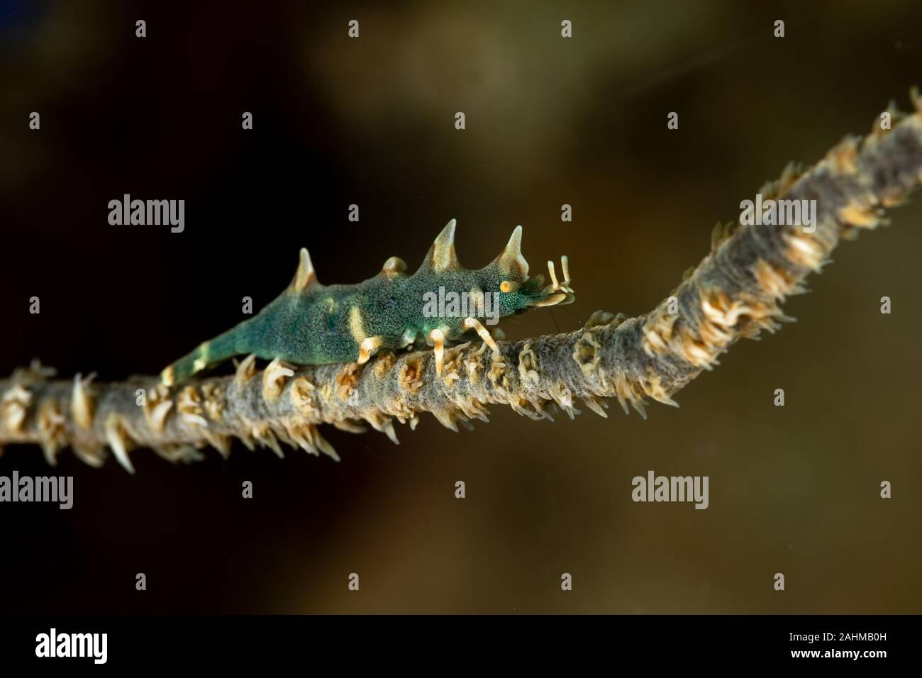 Dragon shrimp, Gorgonian Horned Shrimp, miropandalus hardingi Stock ...