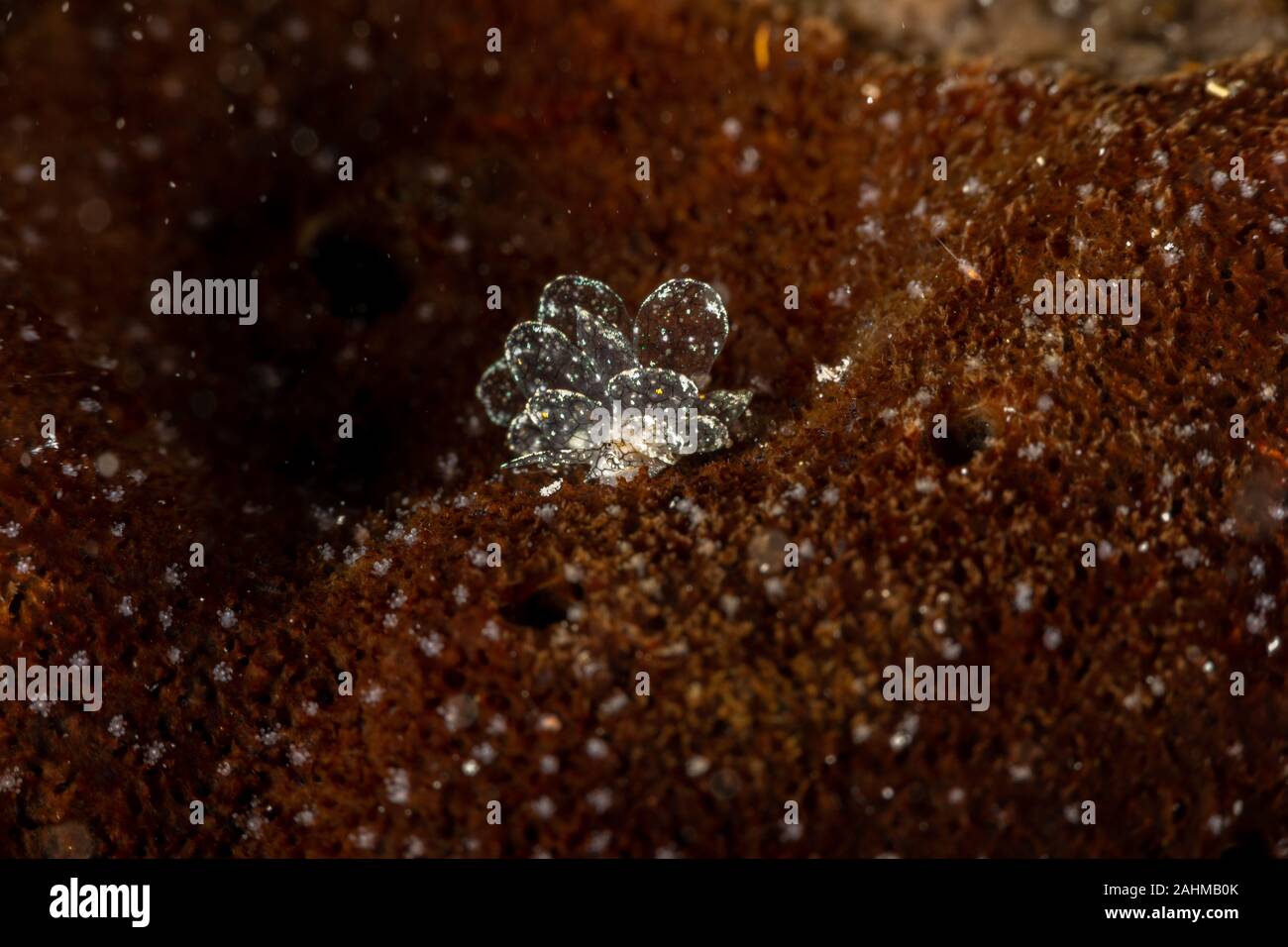 Sapsucking Slug, Cyerce is a genus of sacoglossan sea slugs, a shell ...