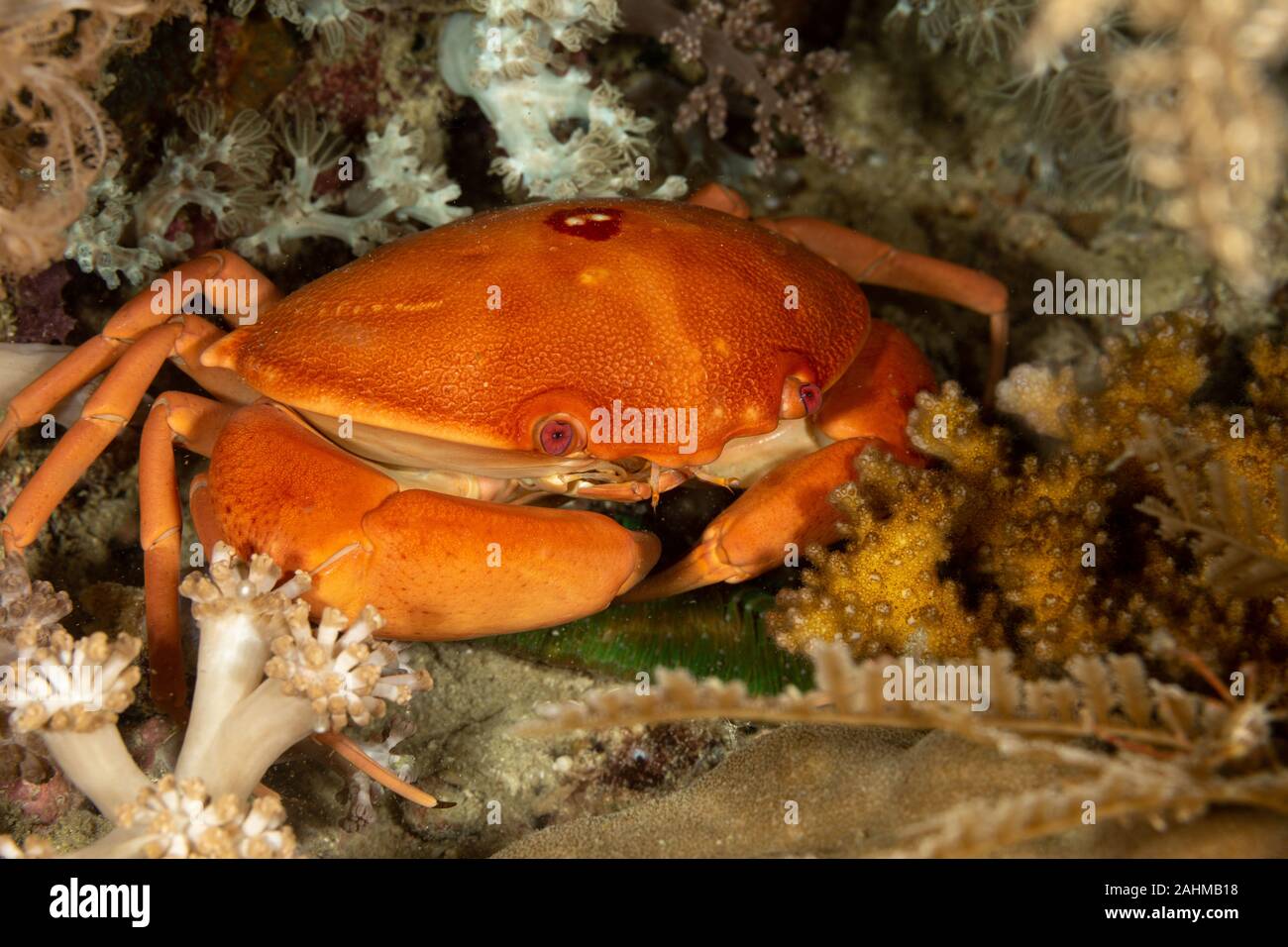 Pacific Crustaceans