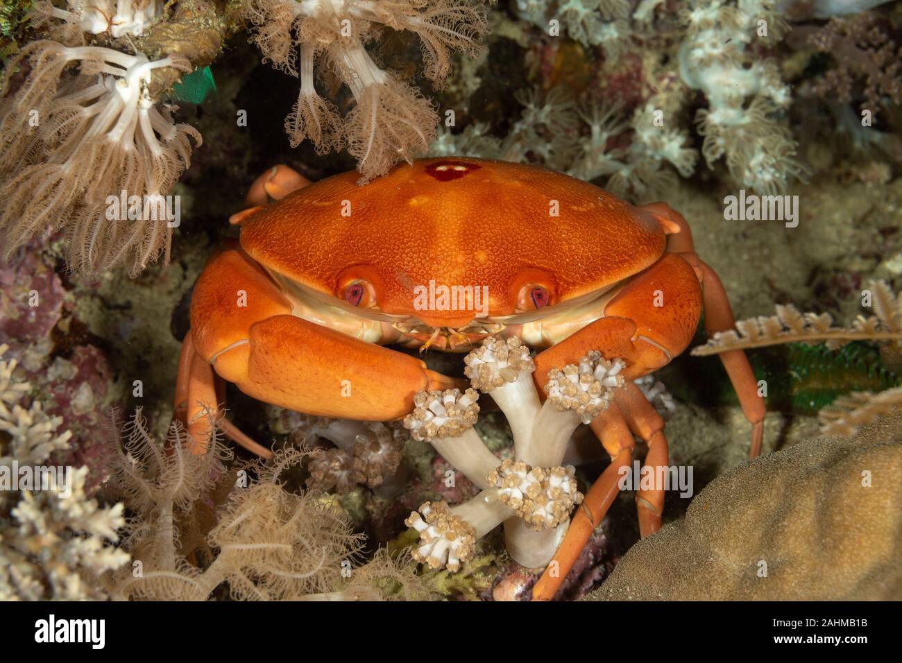 a species of crab that lives in the Indo-Pacific, from Hawaii to the ...