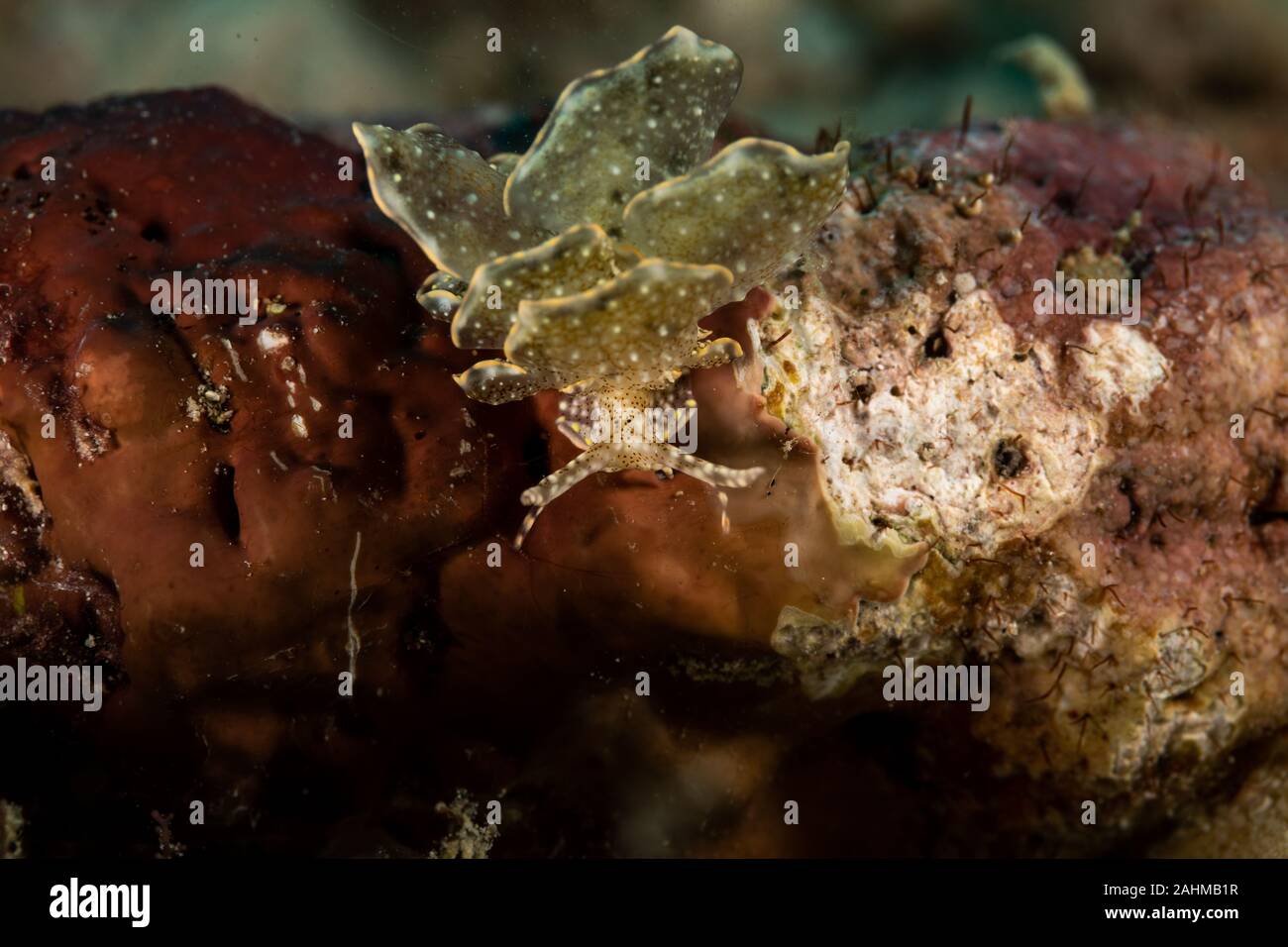 Sapsucking Slug, Cyerce is a genus of sacoglossan sea slugs, a shell ...