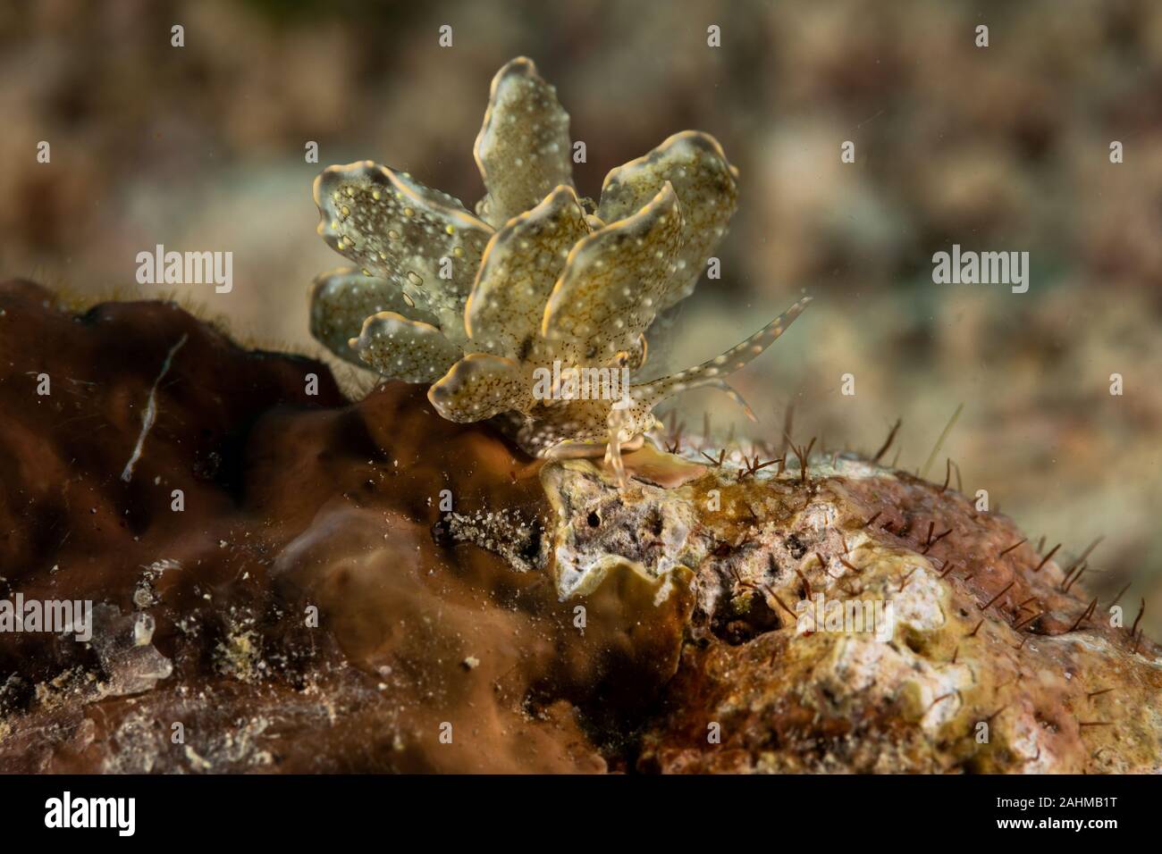 Sapsucking Slug, Cyerce is a genus of sacoglossan sea slugs, a shell ...