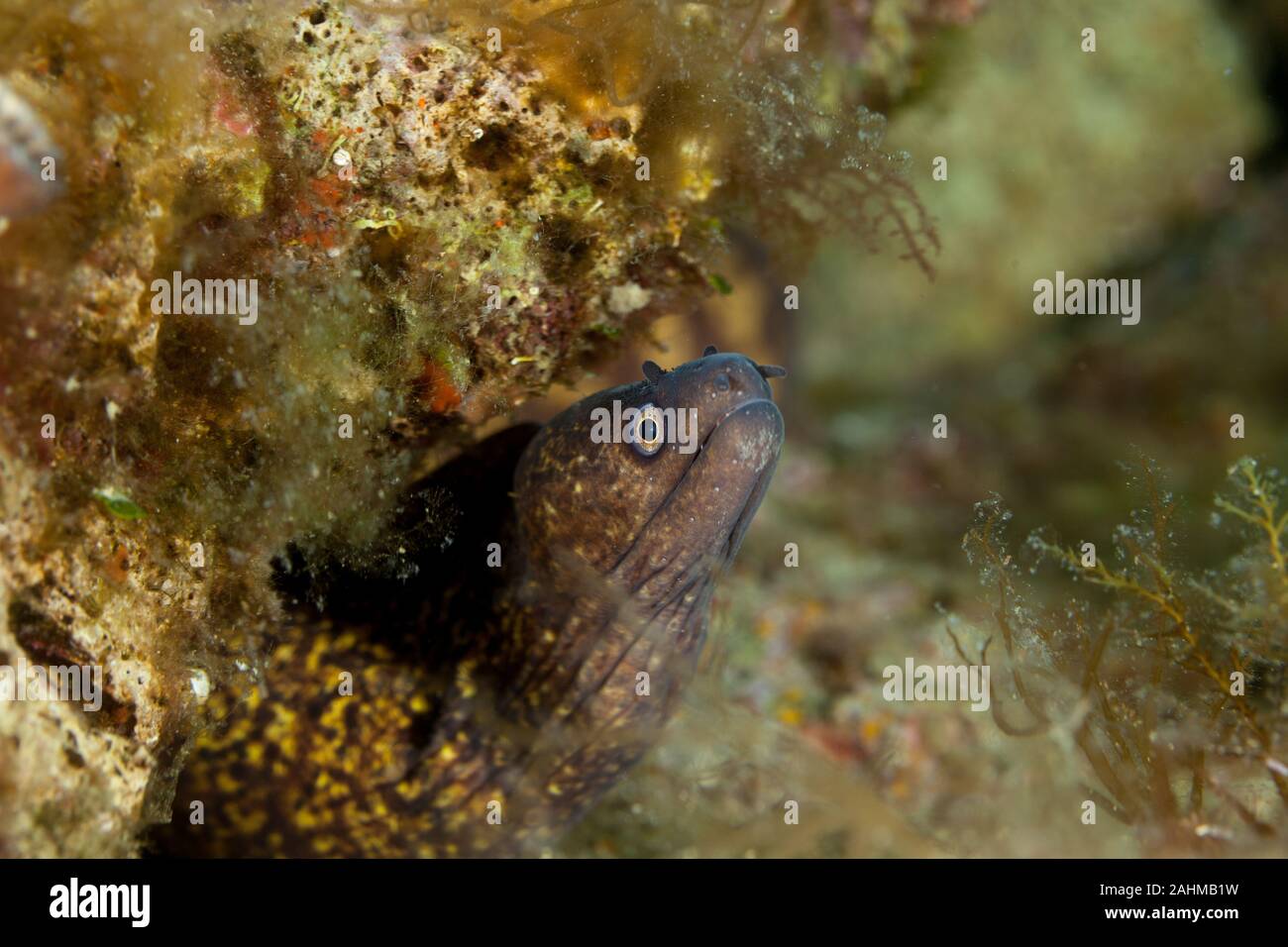 The Mediterranean moray sometimes also called Roman eel, Muraena helena ...
