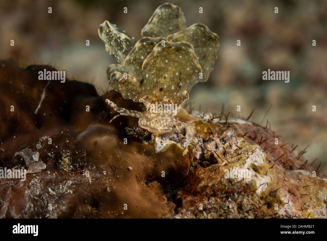 Sapsucking Slug, Cyerce is a genus of sacoglossan sea slugs, a shell ...