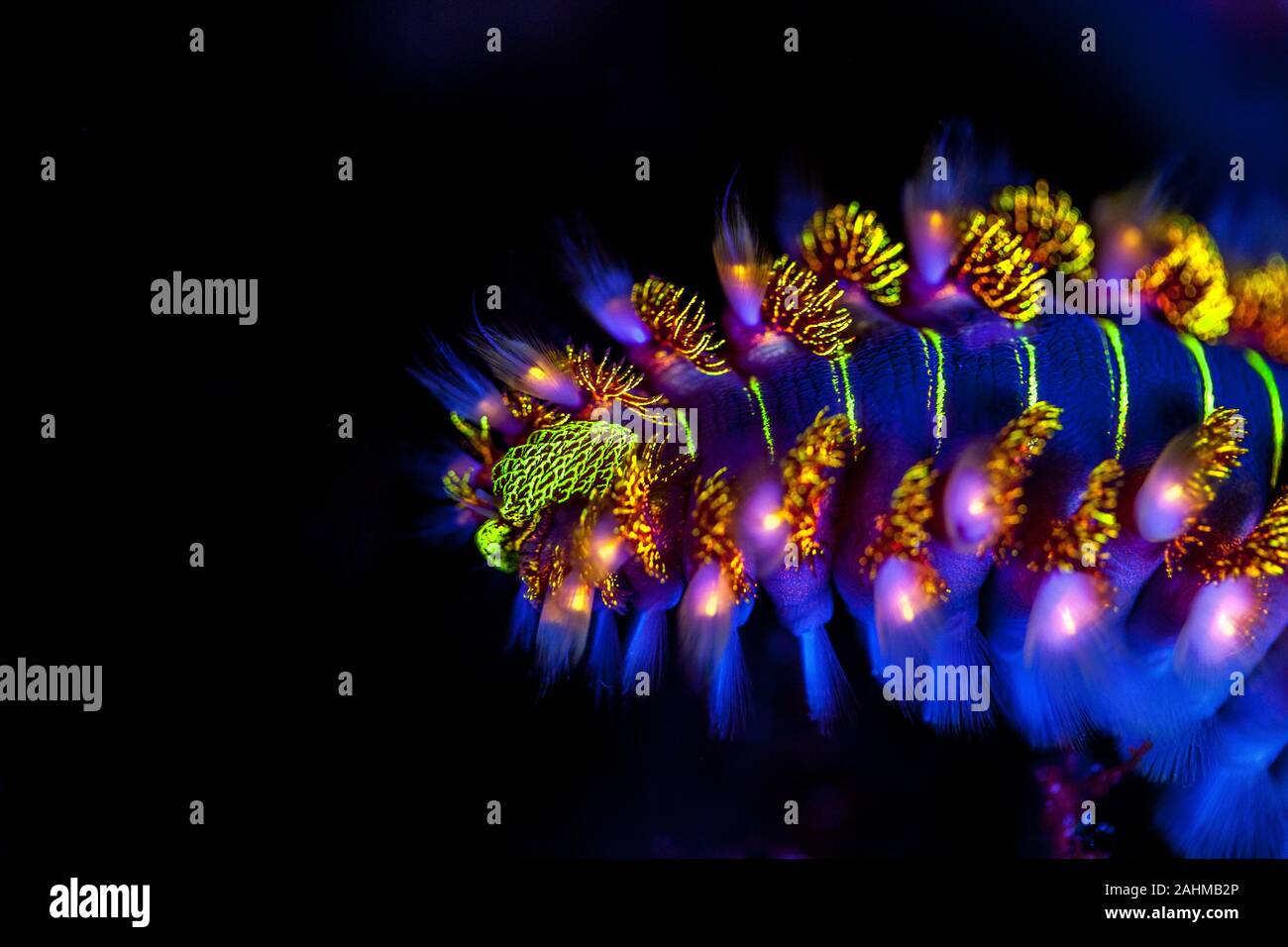 The bearded fireworm fluorescence, Hermodice carunculata is a type of ...