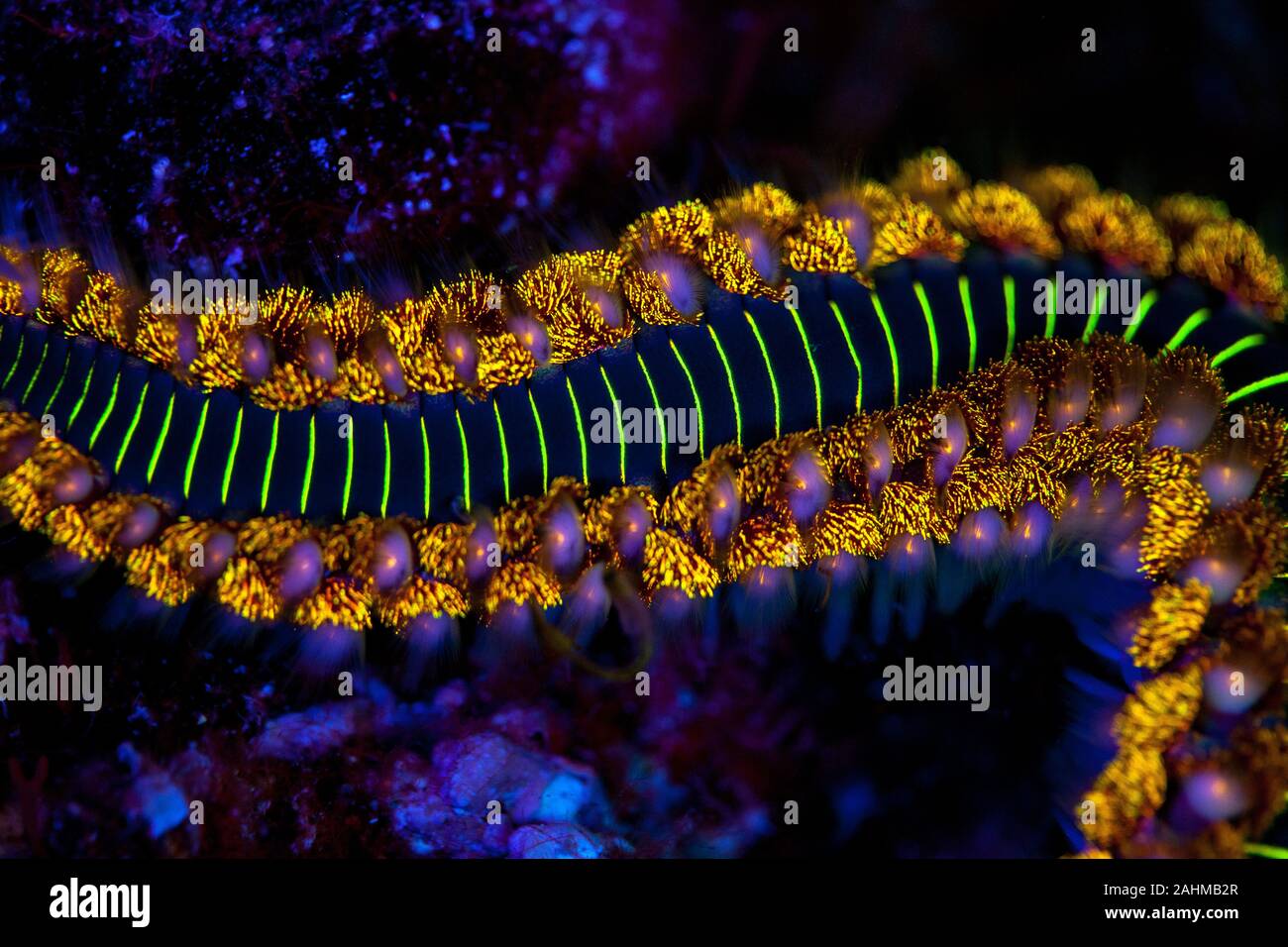 The bearded fireworm fluorescence, Hermodice carunculata is a type of ...