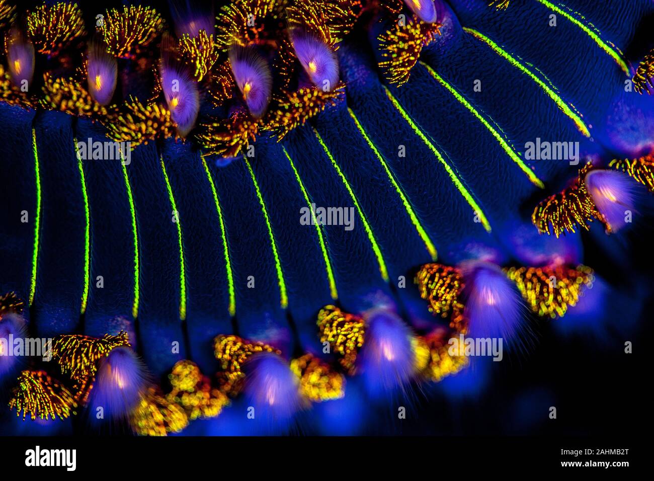 The bearded fireworm fluorescence, Hermodice carunculata is a type of ...