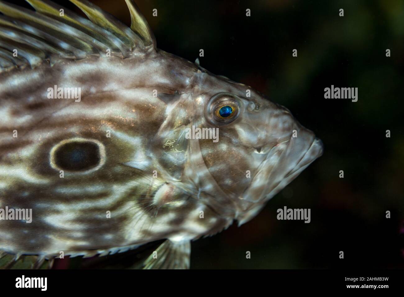 John Dory, St Pierre or Peter's Fish, refers to fish of the genus Zeus ...