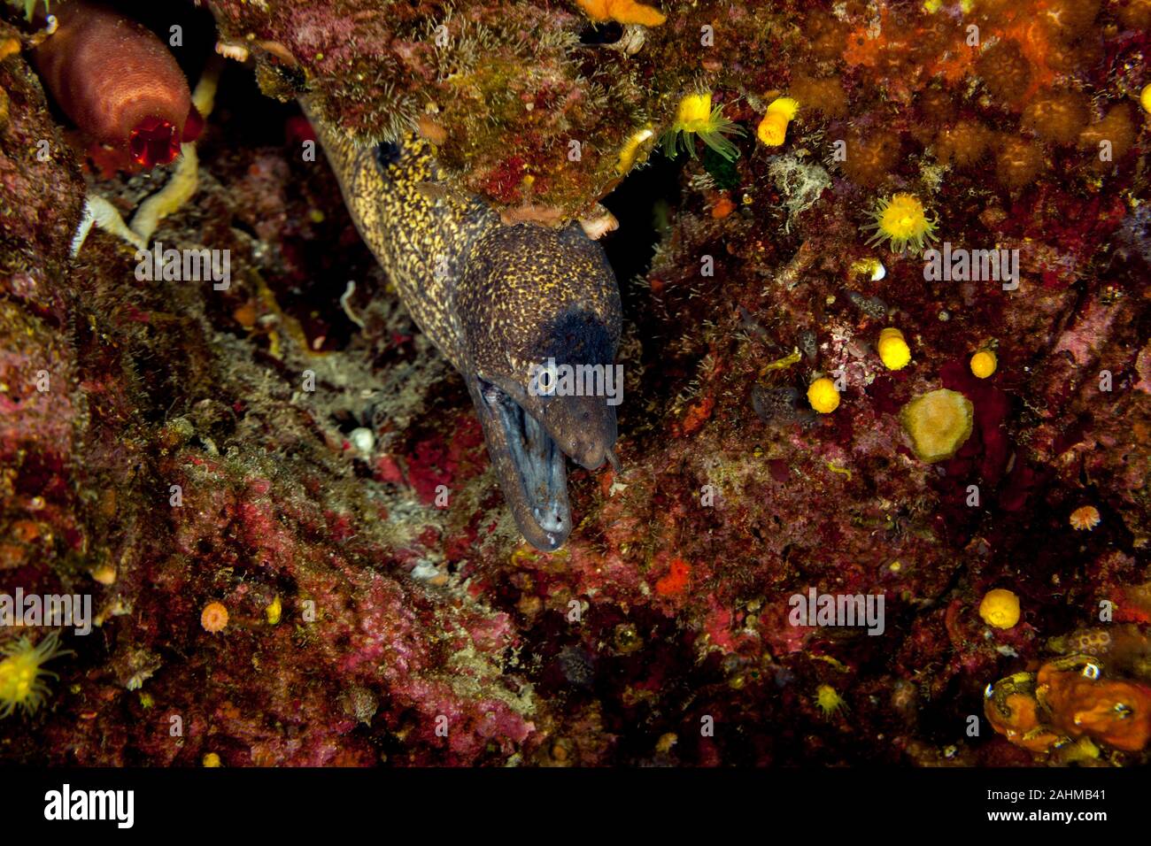 The Mediterranean moray sometimes also called Roman eel, Muraena helena ...