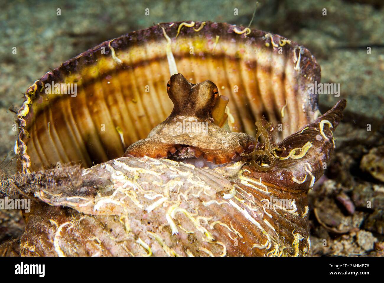 Common octopus (Octopus vulgaris) hides in a shell from an giant tun ...
