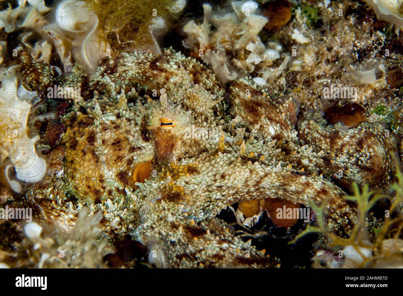 Common octopus, Octopus vulgaris Stock Photo - Alamy
