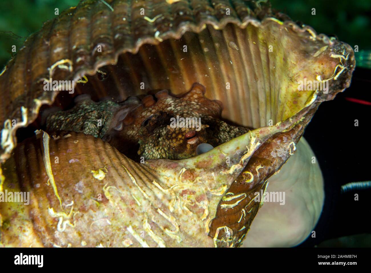 Common octopus (Octopus vulgaris) hides in a shell from an giant tun ...