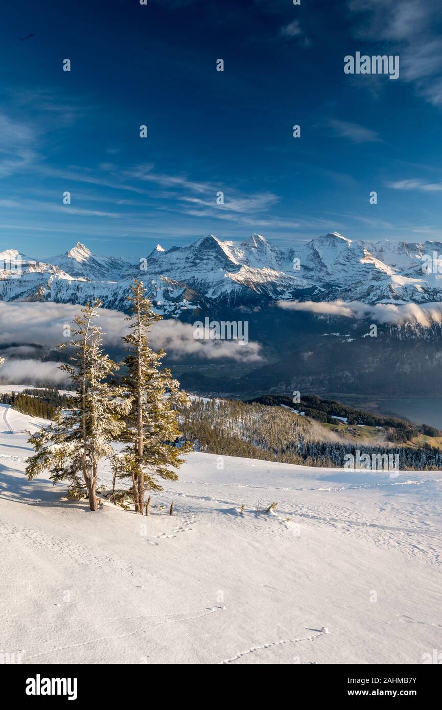 two fir trees in winter in the Bernese Alps with Eiger, Mönch and ...