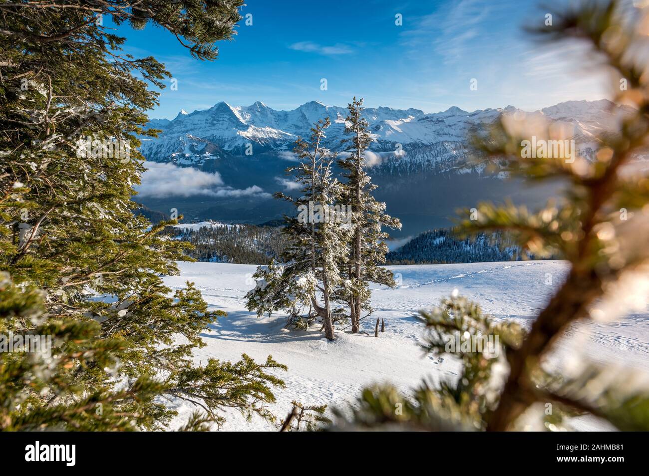 two fir trees in the Bernese Alps with Eiger, Mönch and Jungfrau Stock ...