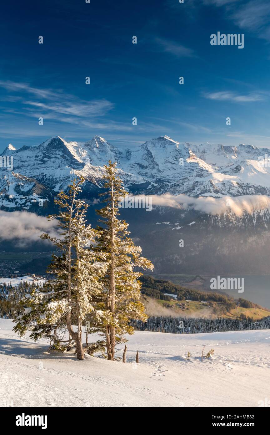 two fir trees in the Bernese Alps with Eiger, Mönch and Jungfrau Stock ...