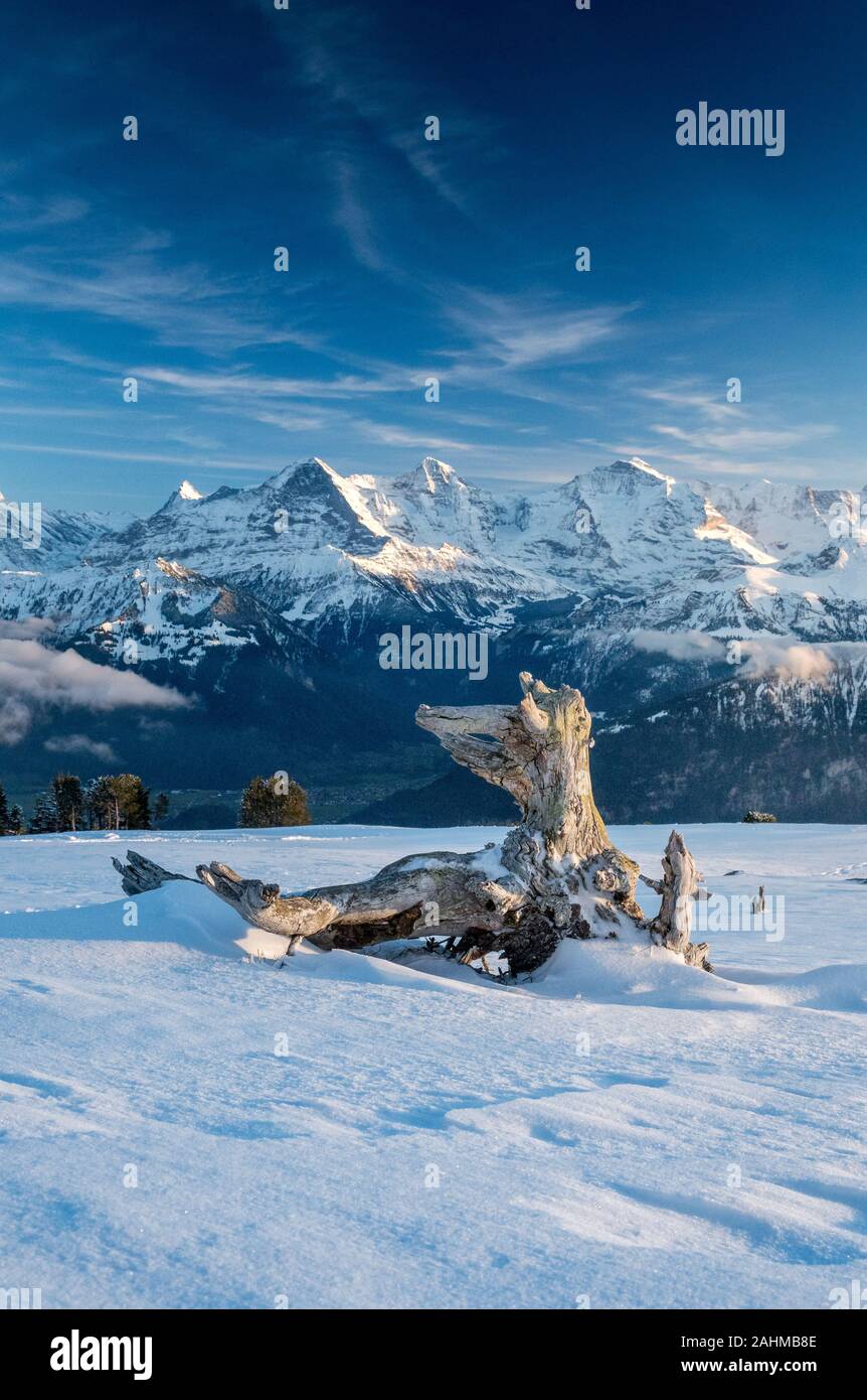 death tree in the Bernese Alps with Eiger, Mönch and Jungfrau in winter ...